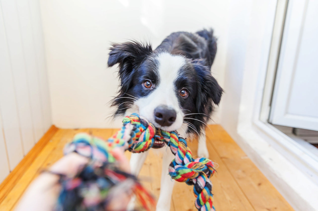 A guide to tagging your dog – TopDog Harnesses
